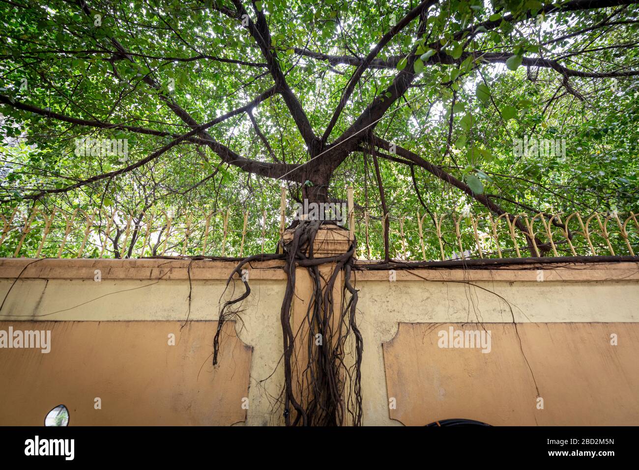 A tree grows through a wall in Hanoi, Vietnam Stock Photo - Alamy