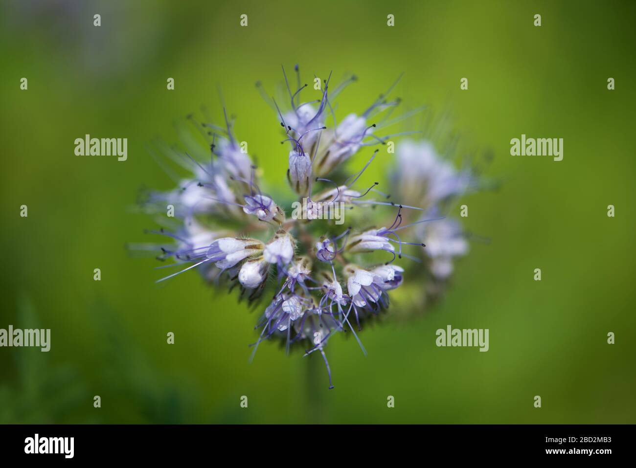 Phacelia tanacetifolia seeds hi-res stock photography and images - Alamy
