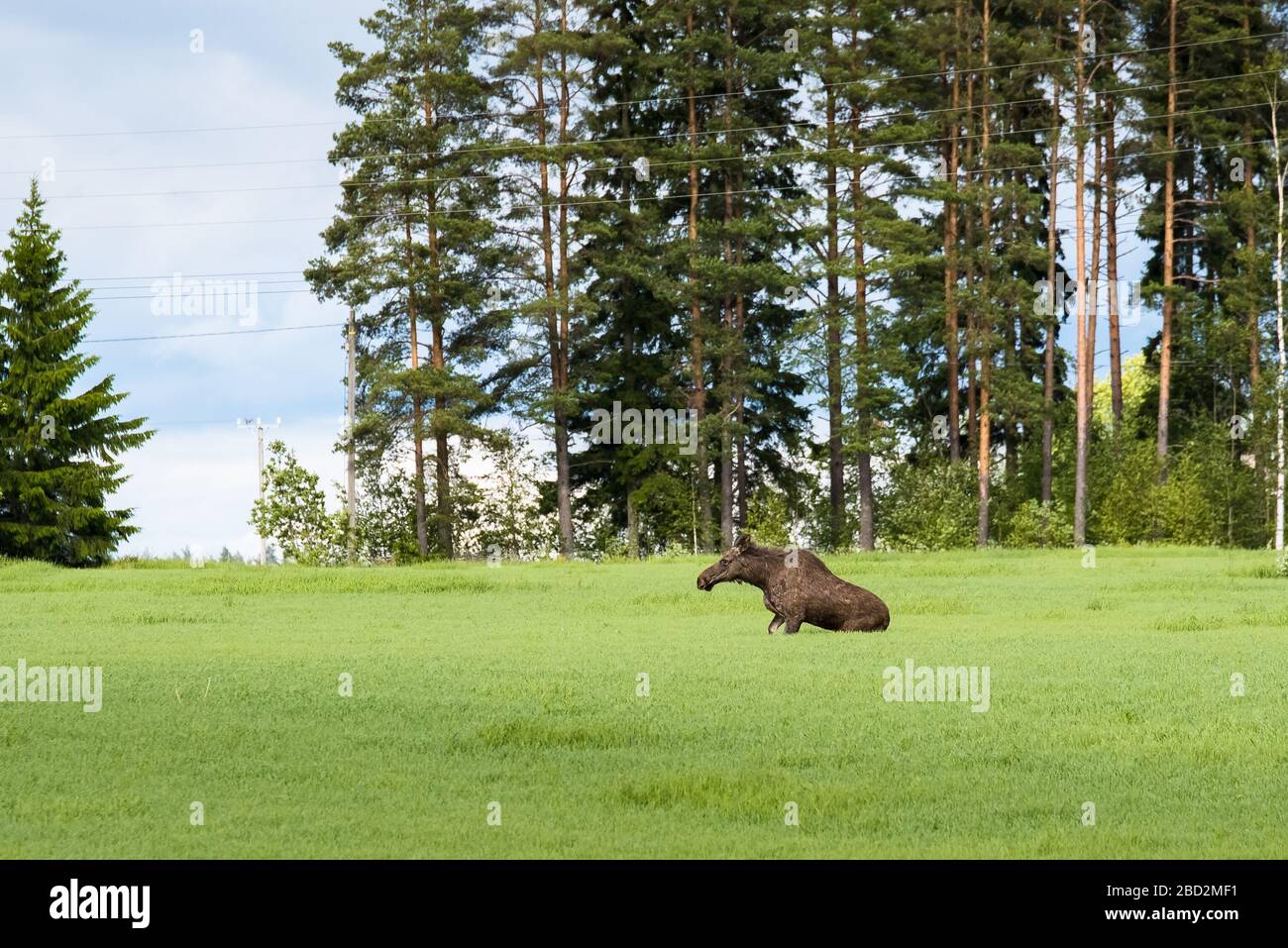 Injured animal lay hi-res stock photography and images - Alamy