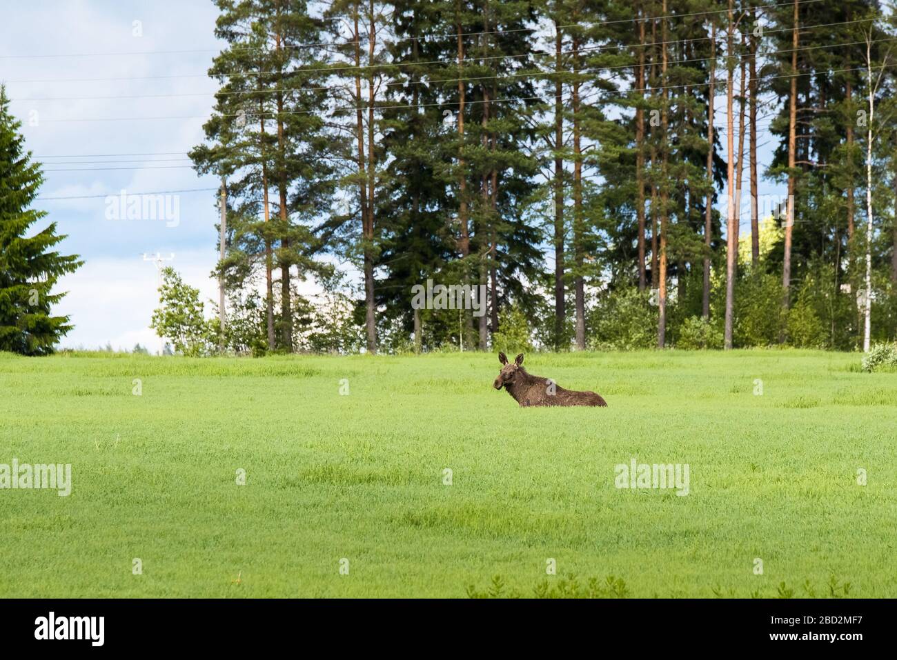 Wounded deer hi-res stock photography and images - Alamy