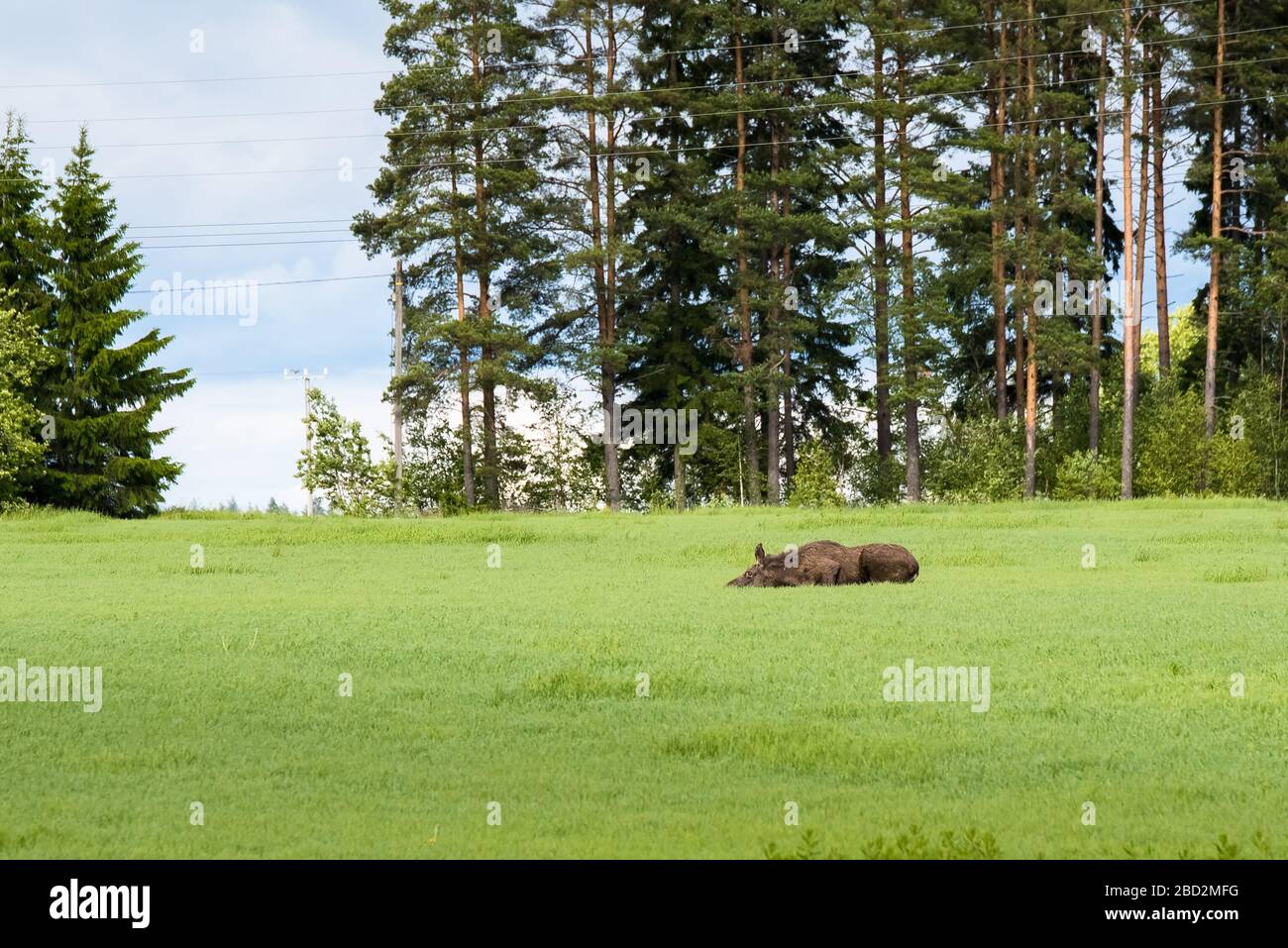 Injured animal lay hi-res stock photography and images - Alamy