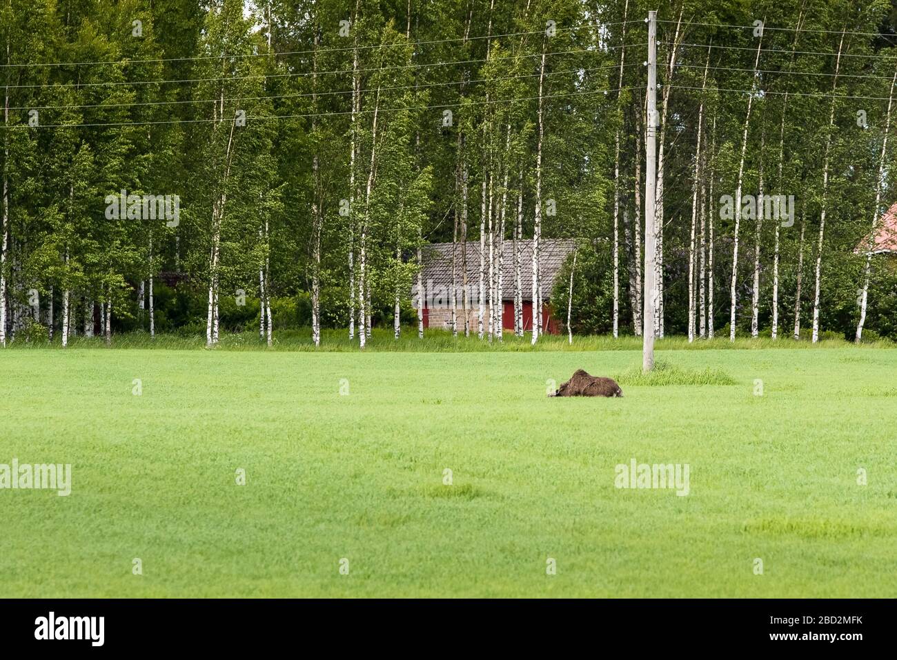 Injured animal lay hi-res stock photography and images - Alamy