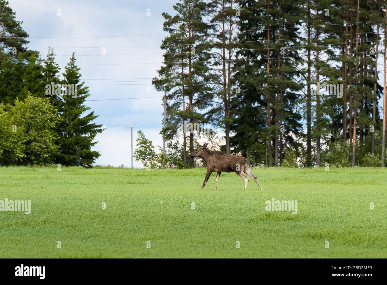 Limp walk hi-res stock photography and images - Alamy