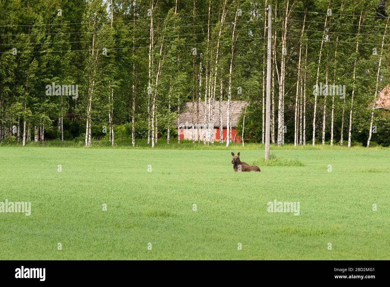 Injured animal lay hi-res stock photography and images - Alamy