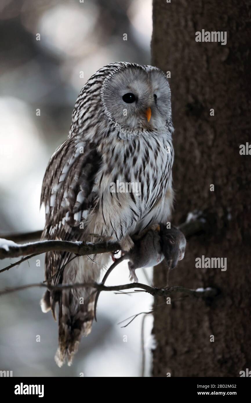 Strix uralensis ural owl hi-res stock photography and images - Alamy