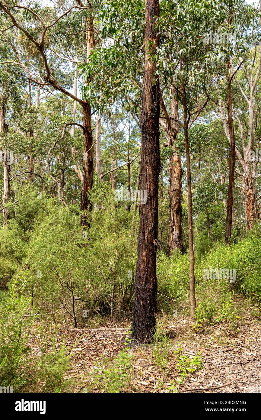 Regrowth of trees following the forest fires of 2019 and 2020, Great ...