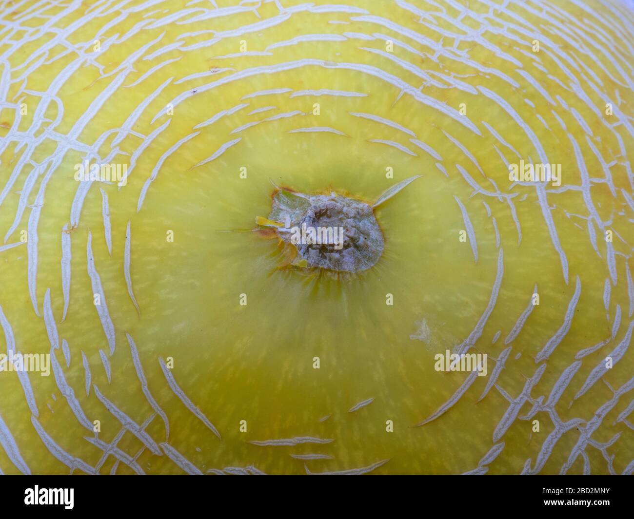 Macro photograhy of Galia Melon shell Stock Photo - Alamy