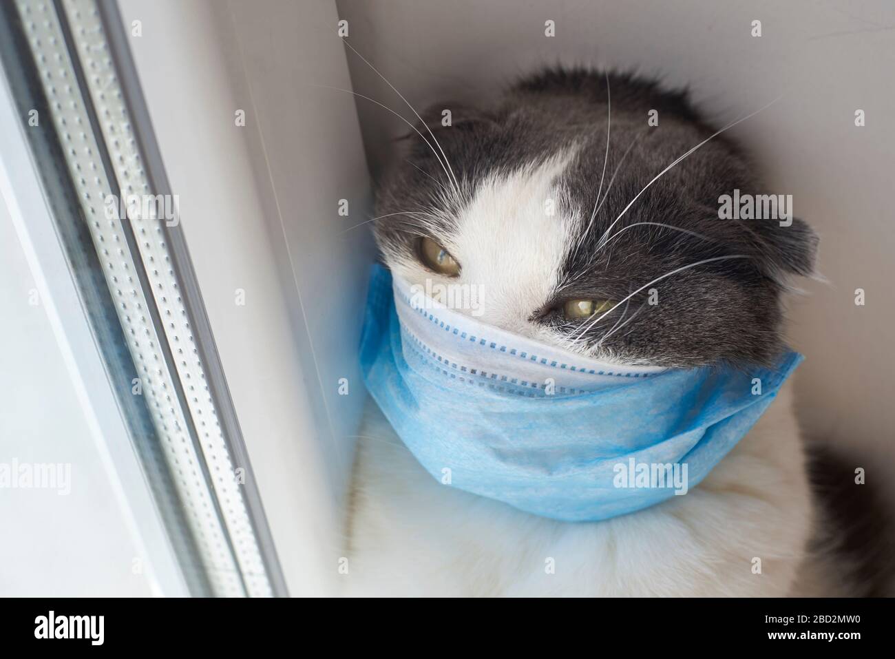 Cute funny lop-eared cat in a medical mask Stock Photo - Alamy