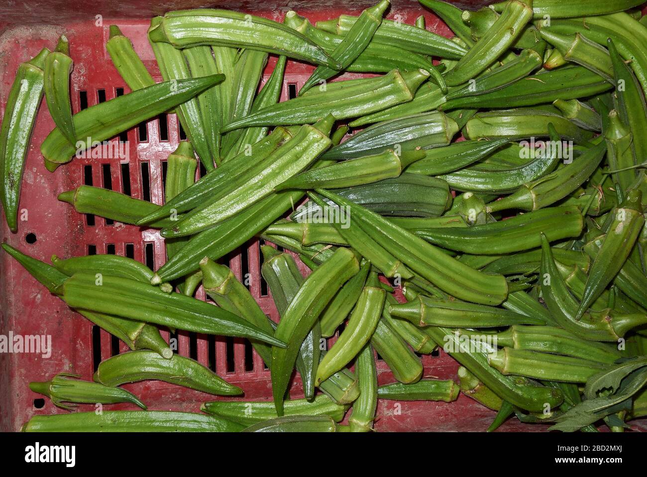 Ripe Okra close up Stock Photo - Alamy