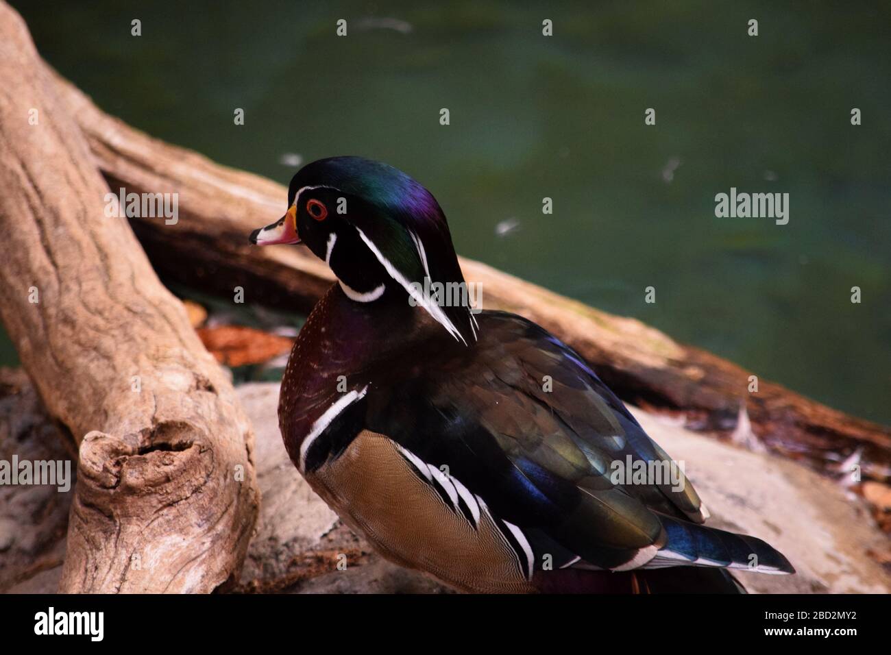 Wood duck beautiful birds hi-res stock photography and images - Alamy
