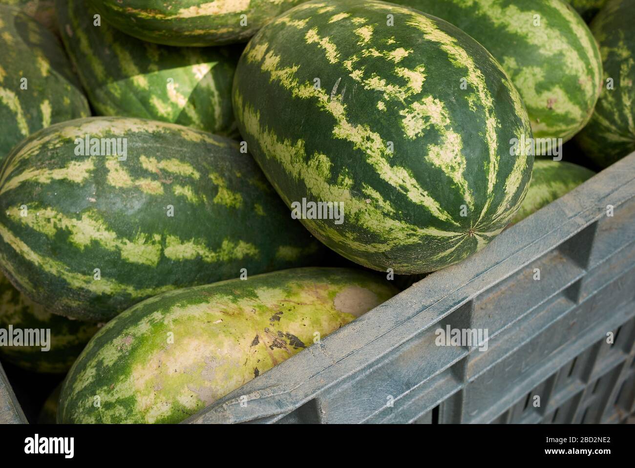 Watermelon sold in a farmers market Stock Photo - Alamy