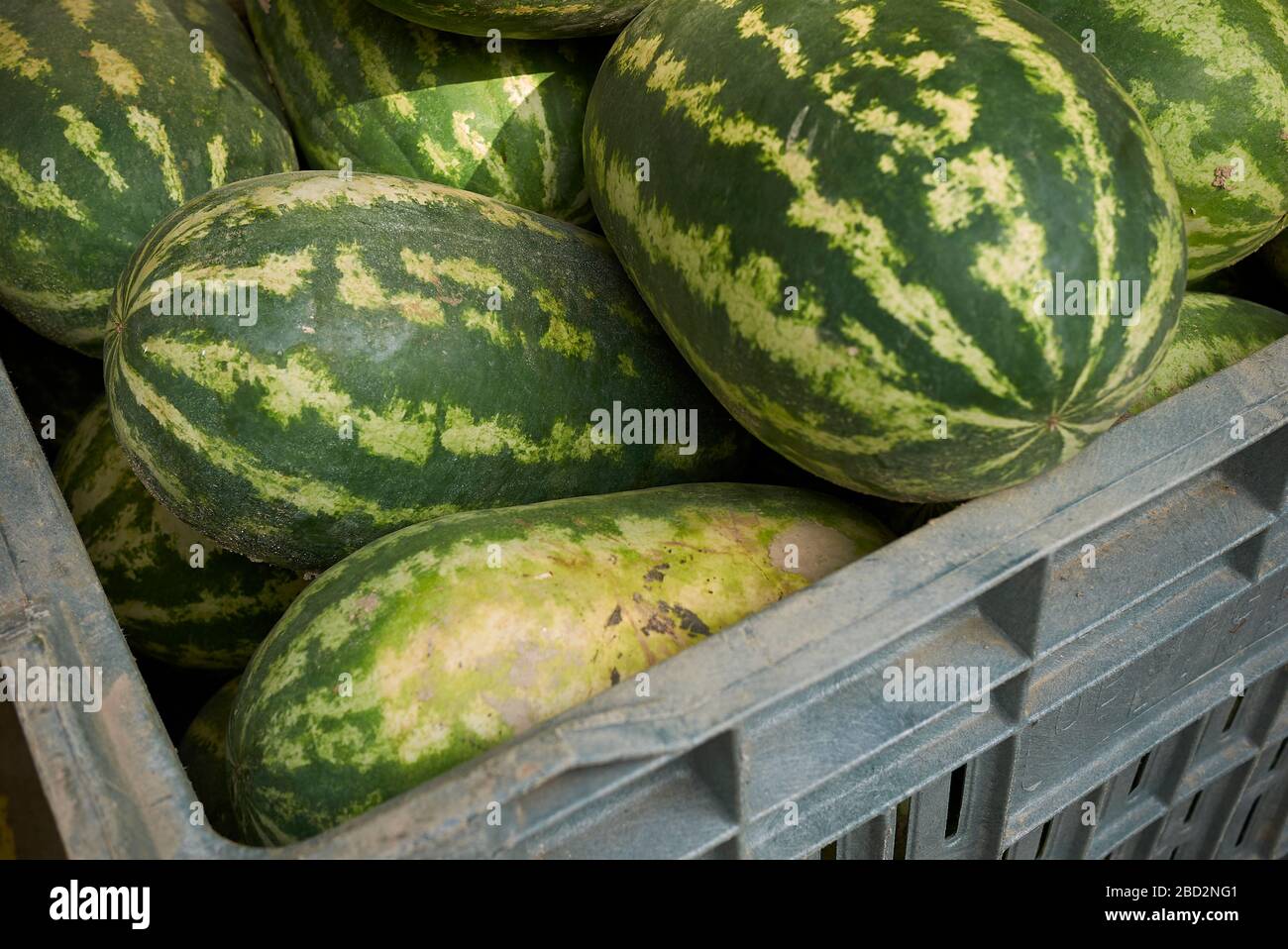 Watermelon sold in a farmers market Stock Photo - Alamy