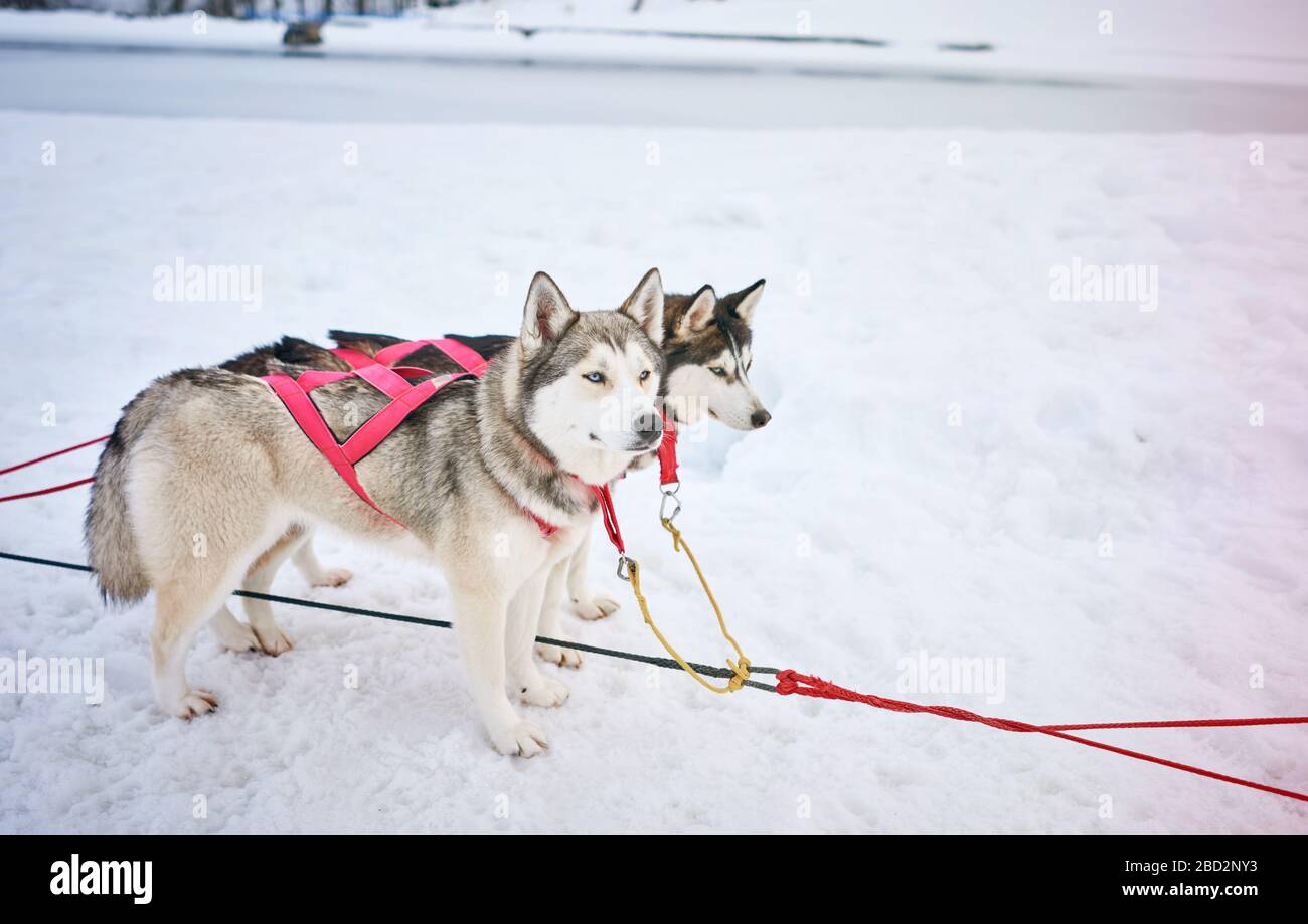 Running harness hi-res stock photography and images - Alamy
