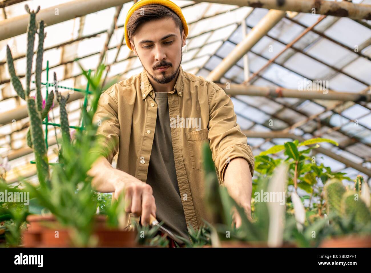 Serious young bearded man in cap using small trowel while fertilizing ...