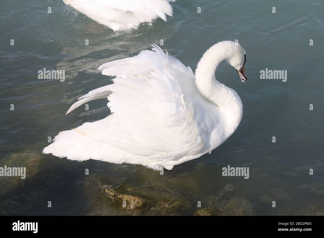 A swan swimming in a body of water Stock Photo - Alamy