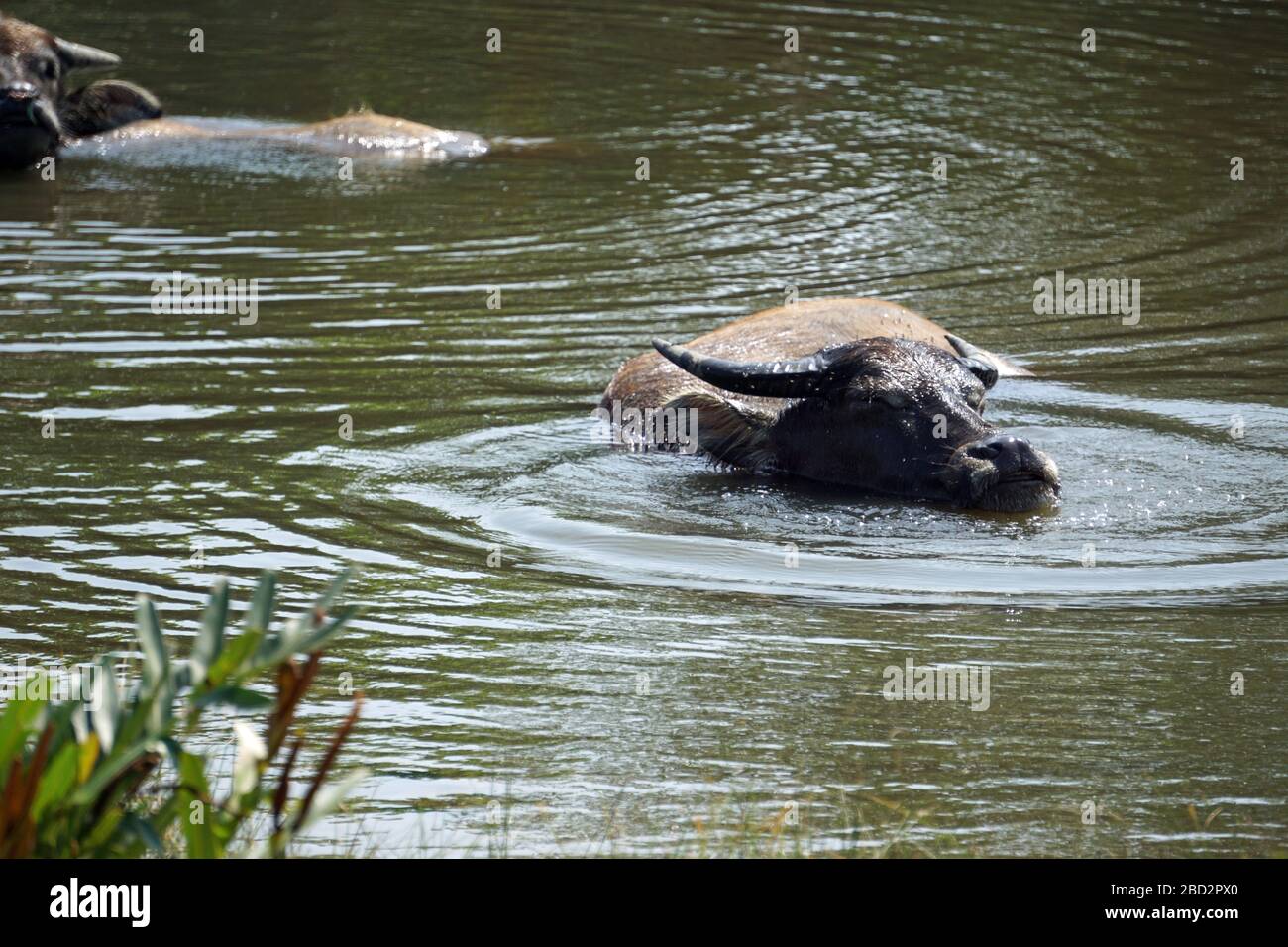 huge old water buffalo in a muddy puddle Stock Photo - Alamy