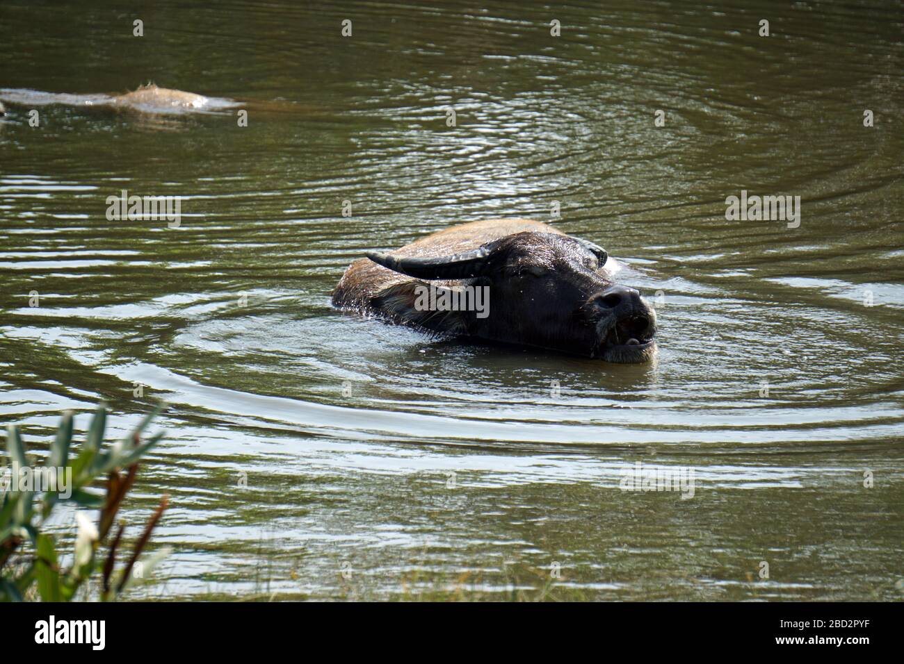 huge old water buffalo in a muddy puddle Stock Photo - Alamy