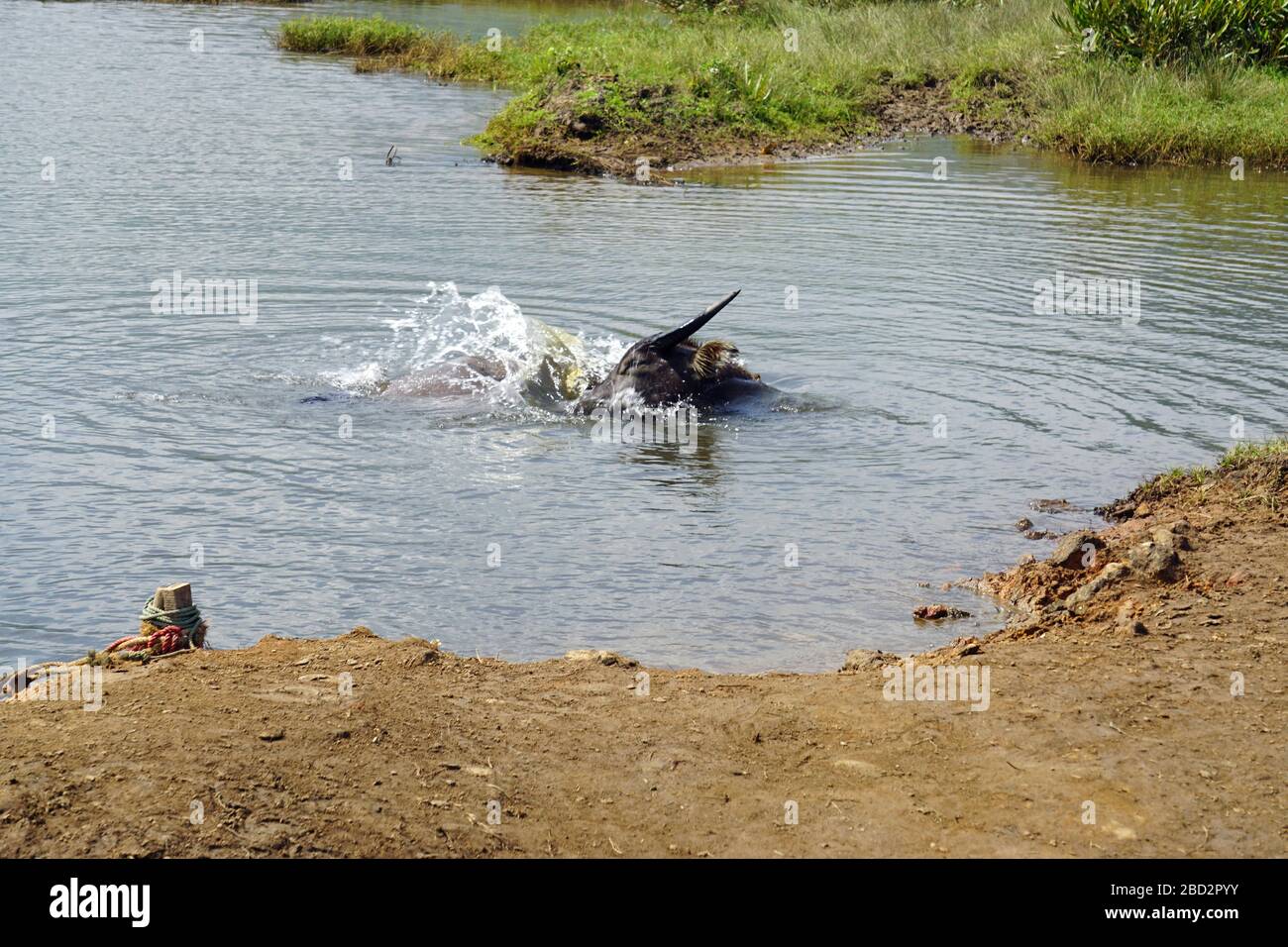 huge old water buffalo in a muddy puddle Stock Photo - Alamy