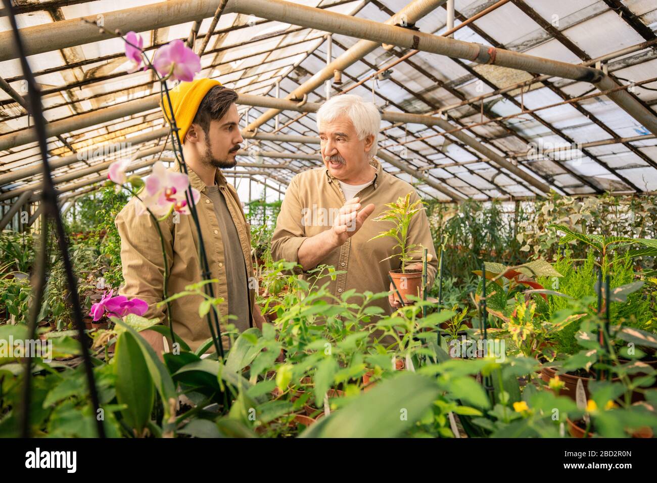 Senior nursery grower holding potted plant and explaining young man how ...