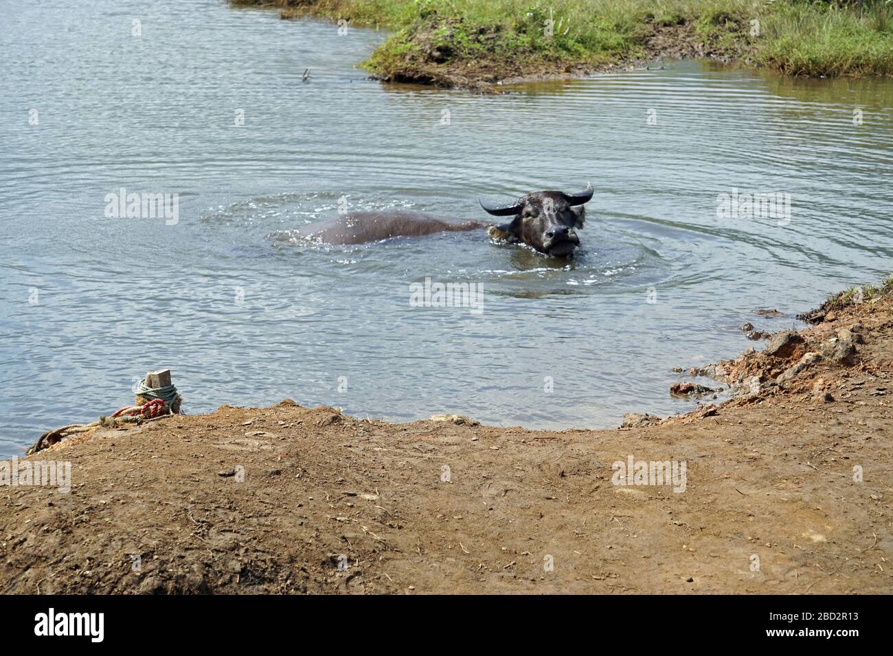 huge old water buffalo in a muddy puddle Stock Photo - Alamy