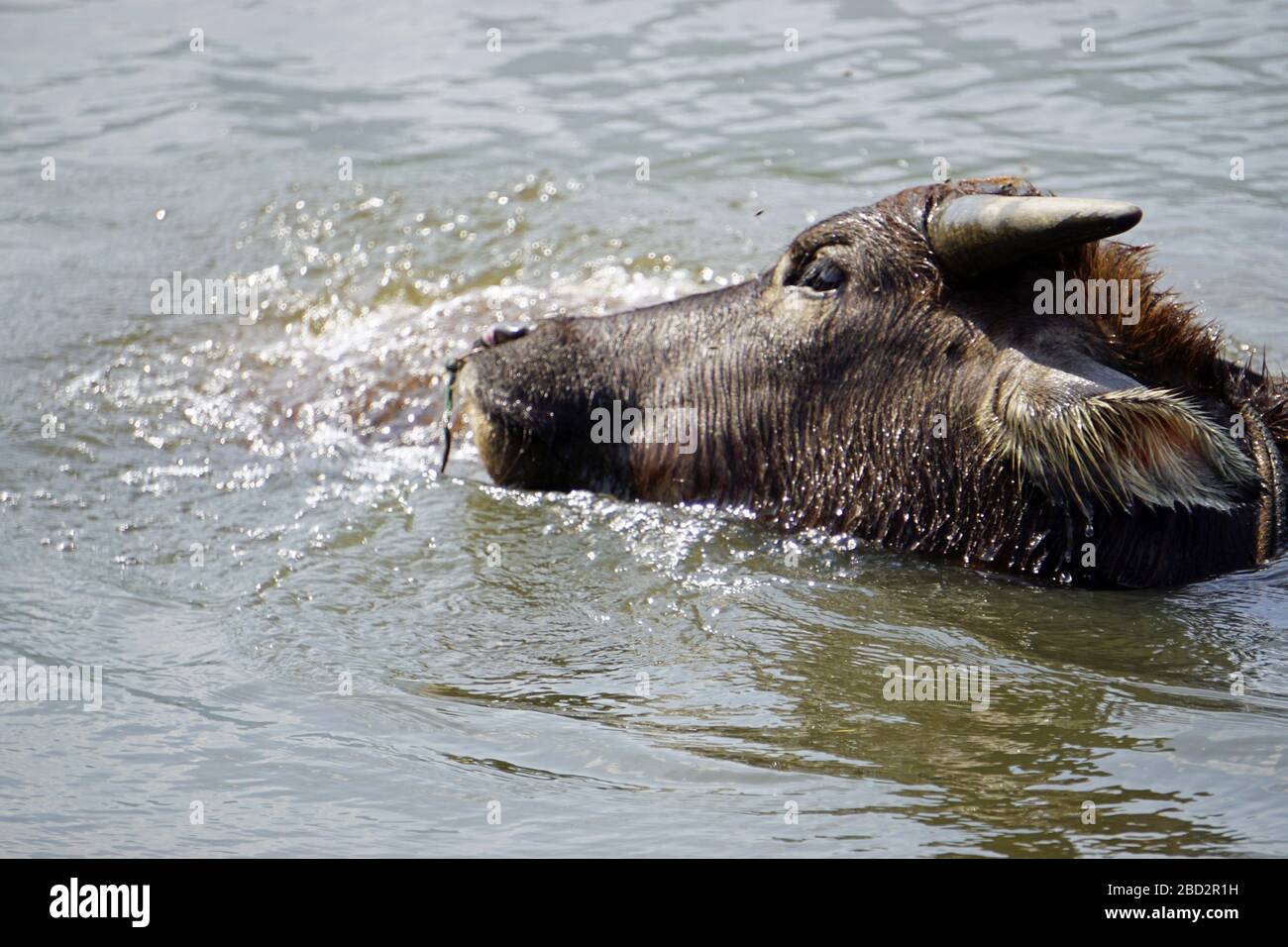 Water buffalo gras hi-res stock photography and images - Alamy