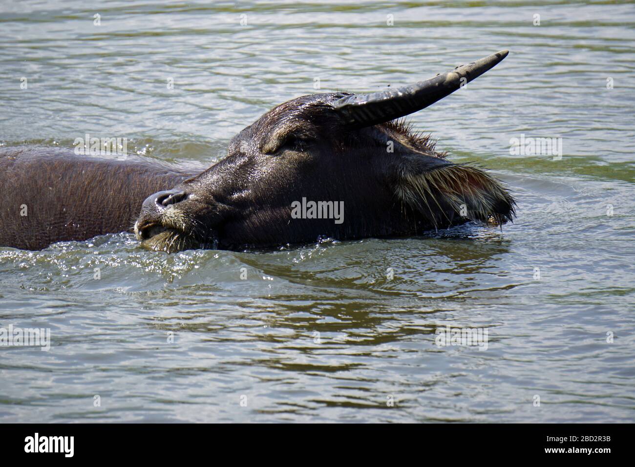Water buffalo gras hi-res stock photography and images - Alamy