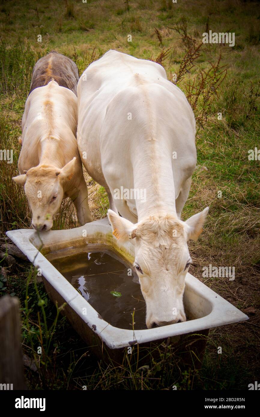Calf drinking water hi-res stock photography and images - Alamy