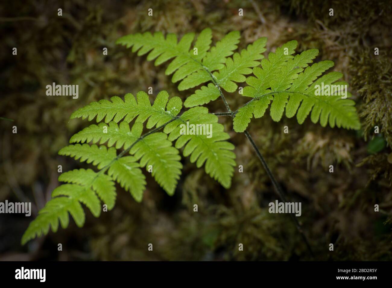Triple triangle hi-res stock photography and images - Alamy