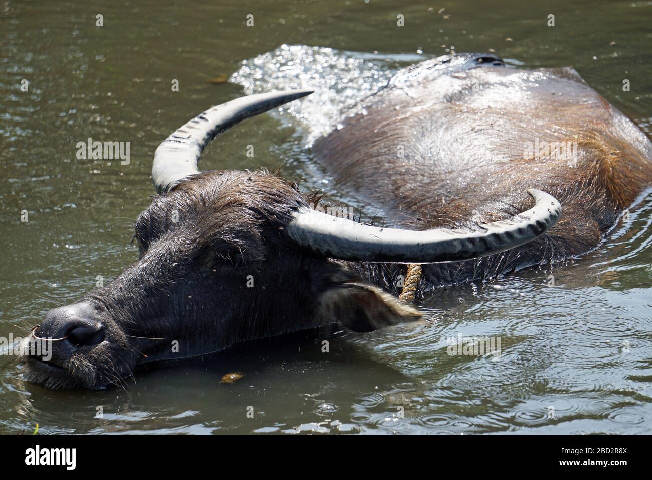huge old water buffalo in a muddy puddle Stock Photo - Alamy