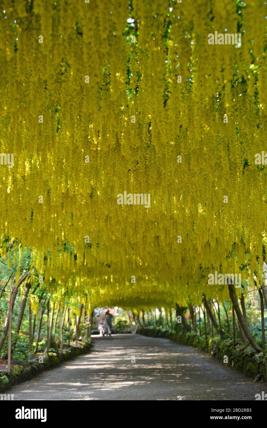 Laburnum arch hi-res stock photography and images - Alamy