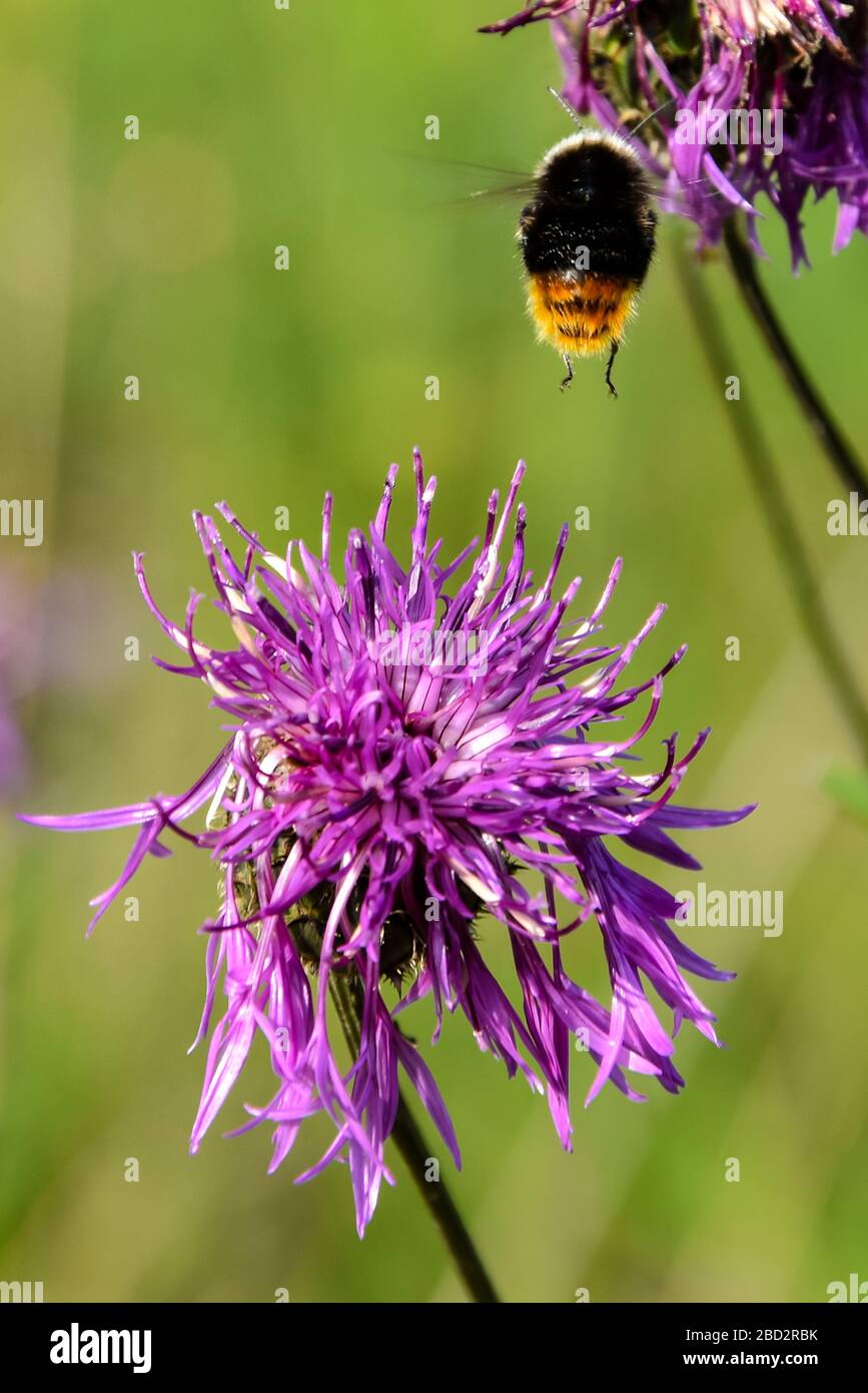 Flying from flower hi-res stock photography and images - Alamy