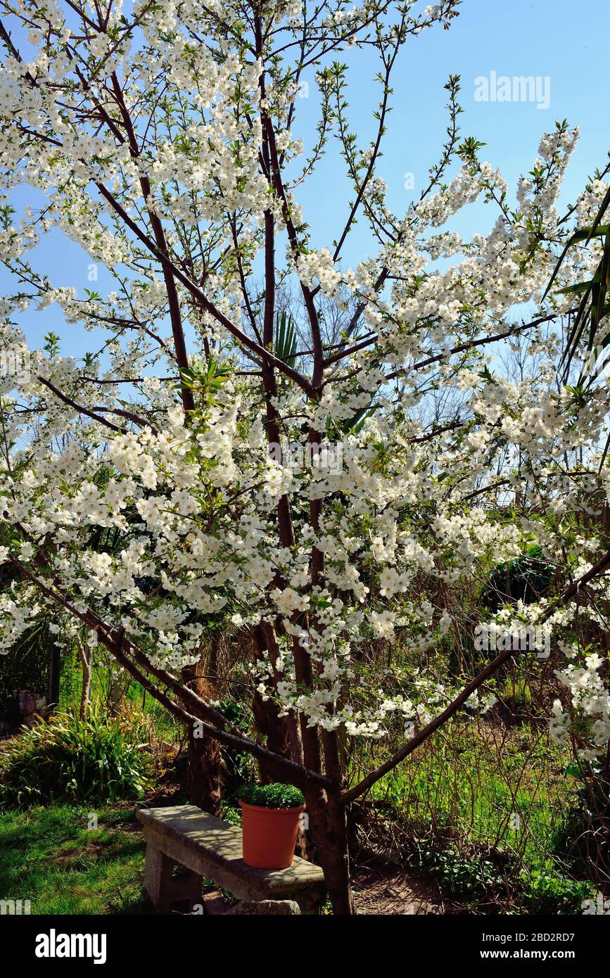 Dwarf cherry tree hi-res stock photography and images - Alamy