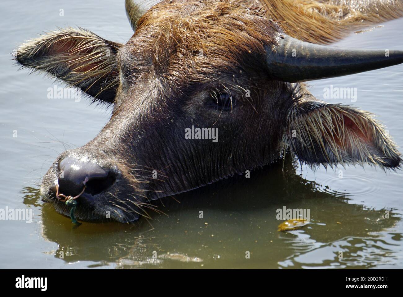 Water buffalo gras hi-res stock photography and images - Alamy