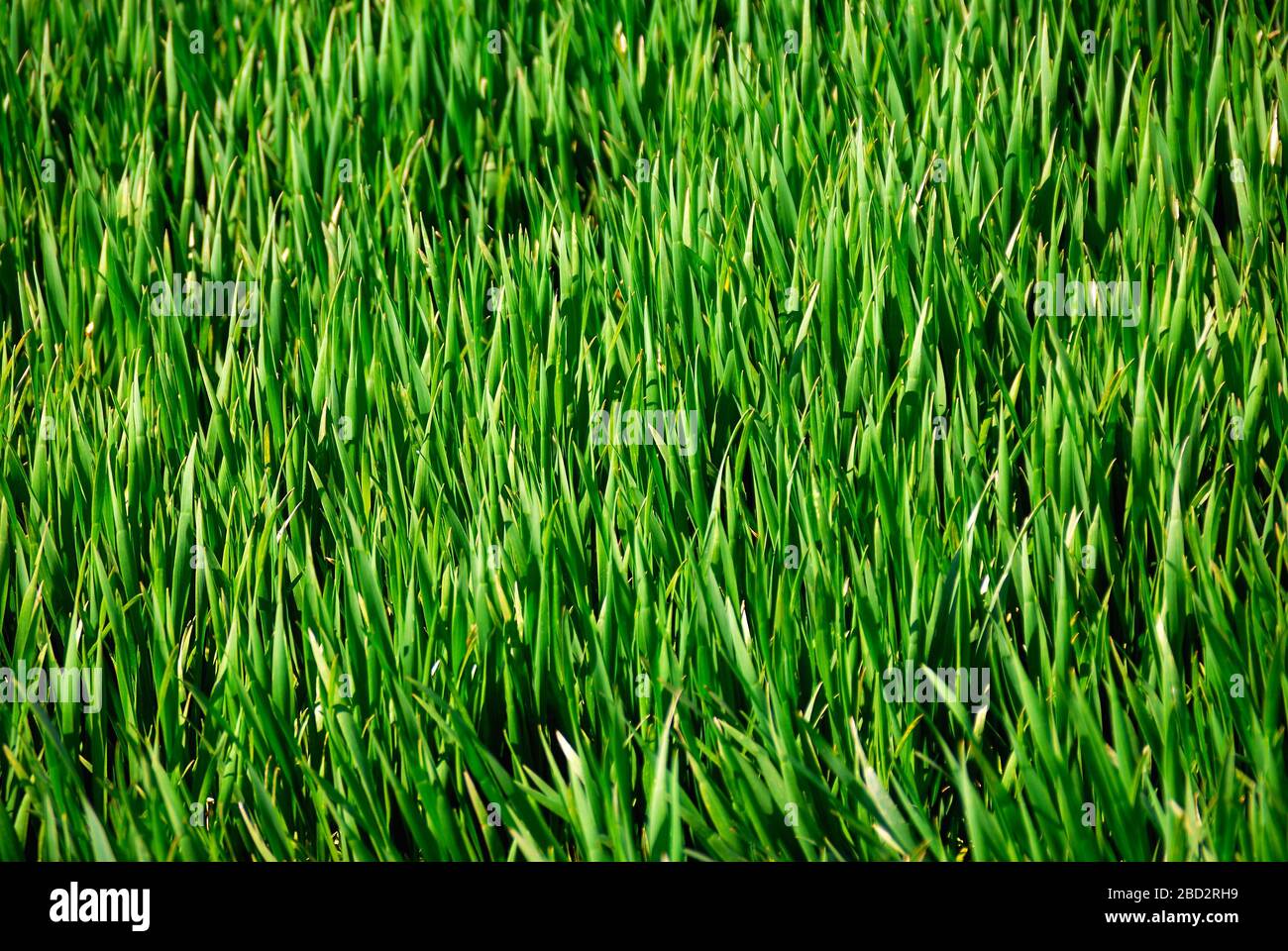 A field of growing maize Stock Photo - Alamy