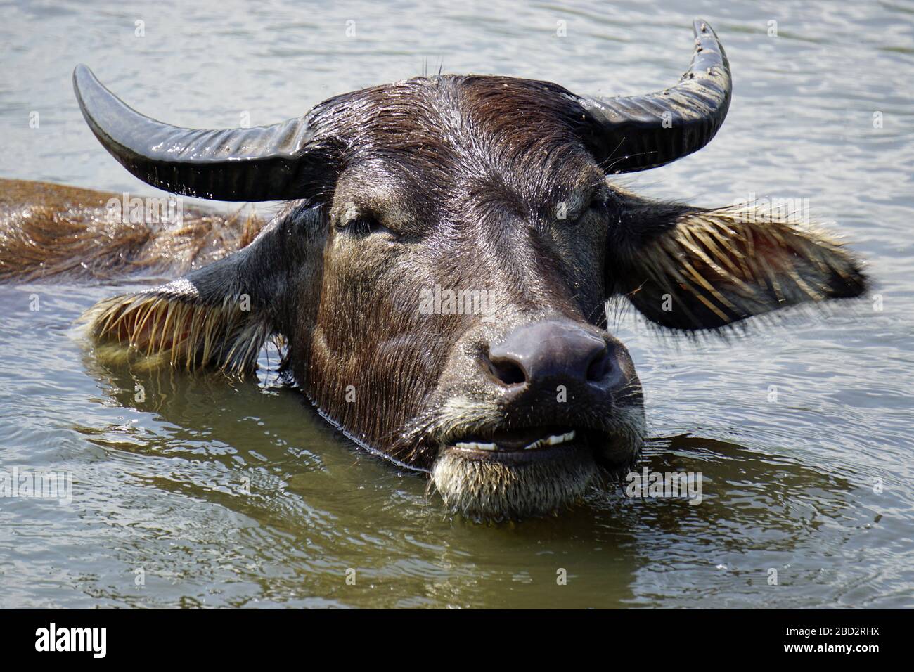 huge old water buffalo in a muddy puddle Stock Photo - Alamy