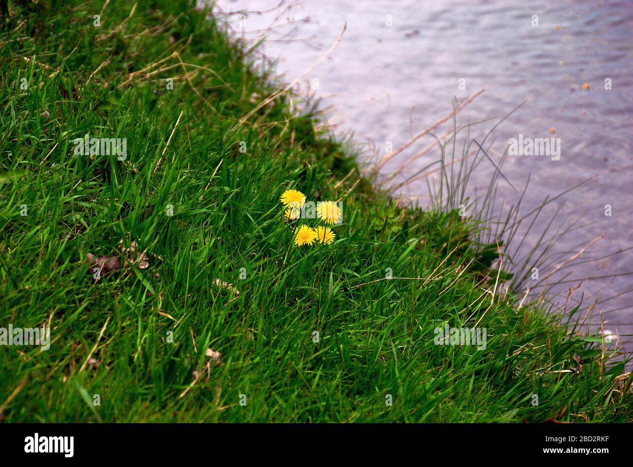 A common dandelion plant on the river Brenta bank Stock Photo - Alamy