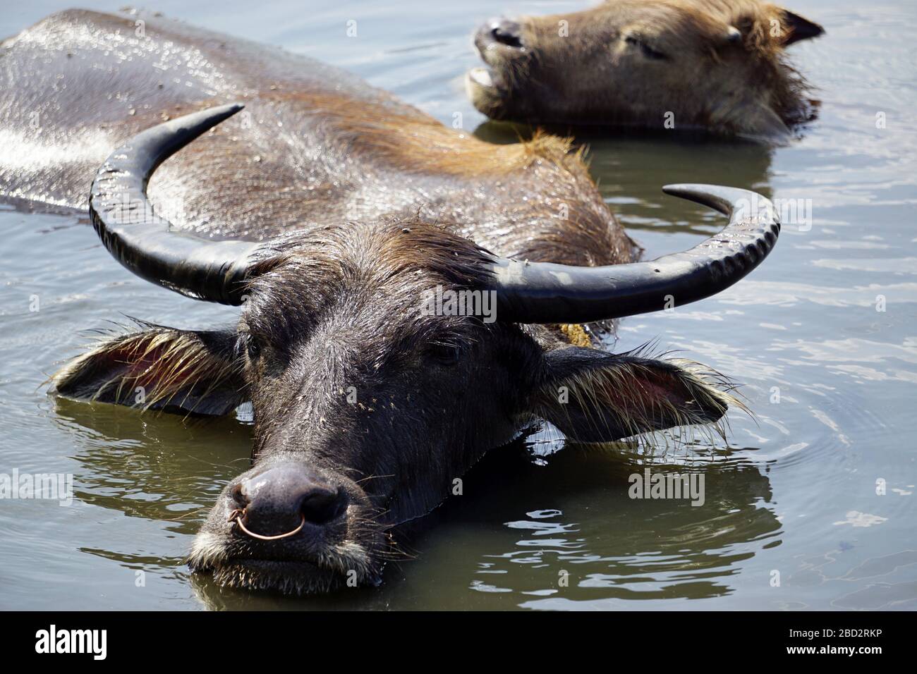 Water buffalo gras hi-res stock photography and images - Alamy