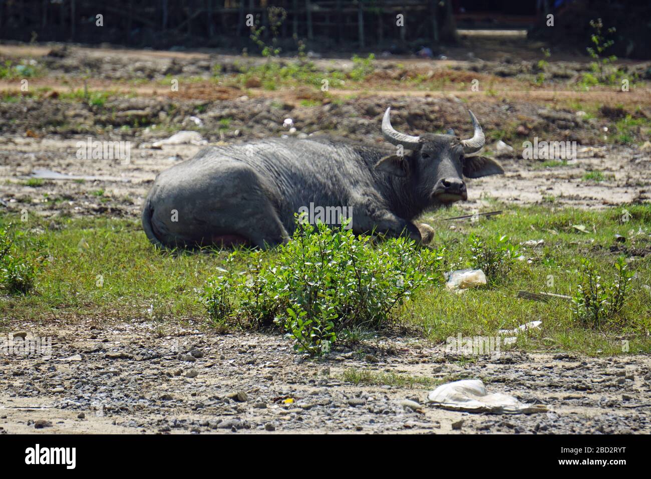 huge old water buffalo in a muddy puddle Stock Photo - Alamy