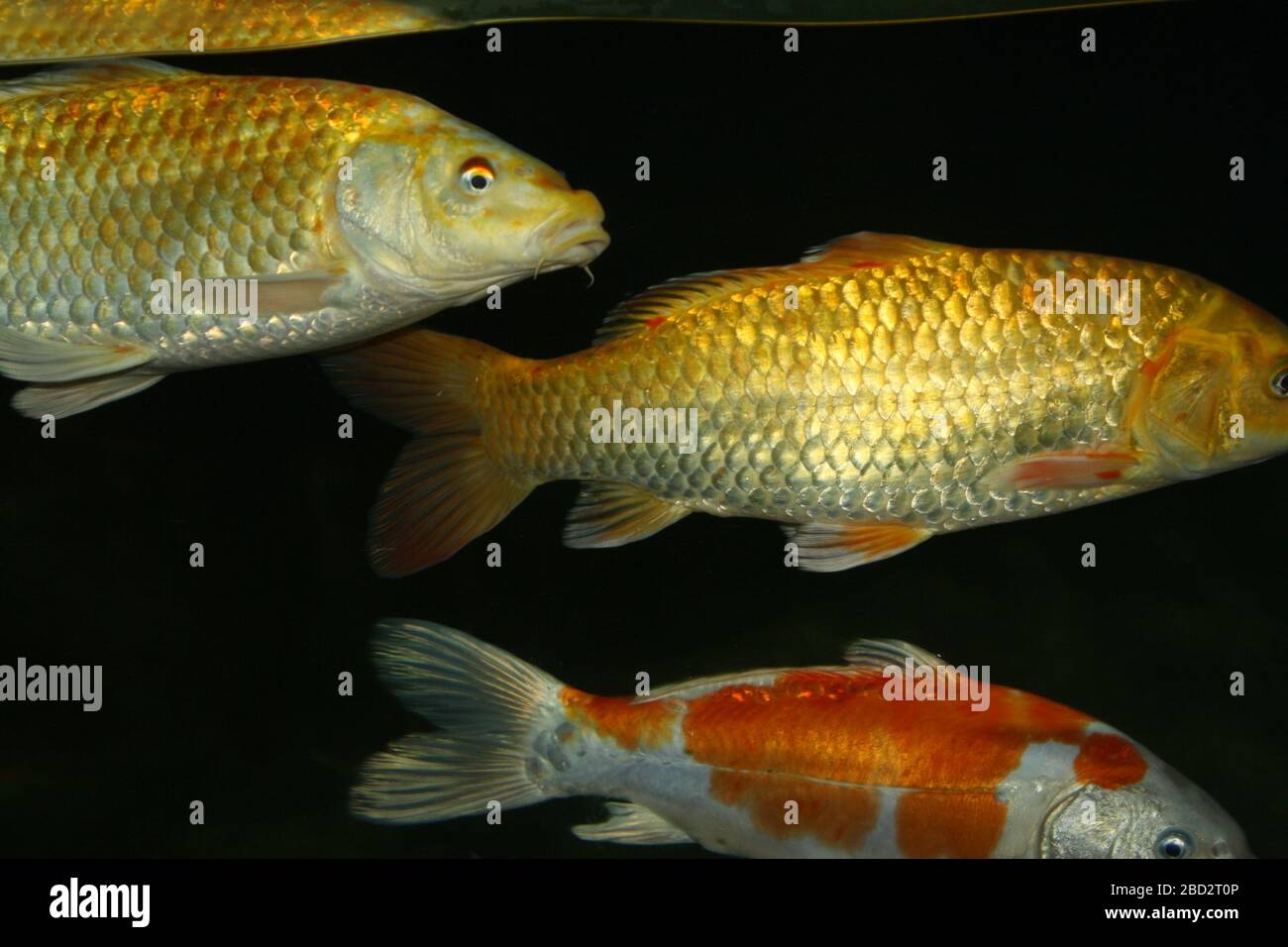 Fish swimming under water hi-res stock photography and images - Alamy