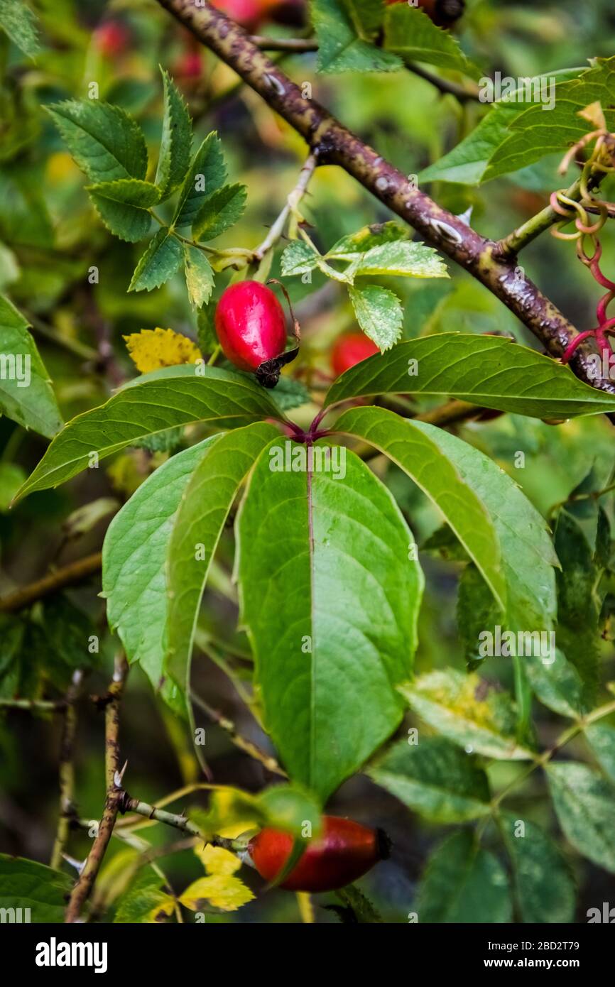 Autumn rose hip tree background. Green textured rose hip leaves closeup ...