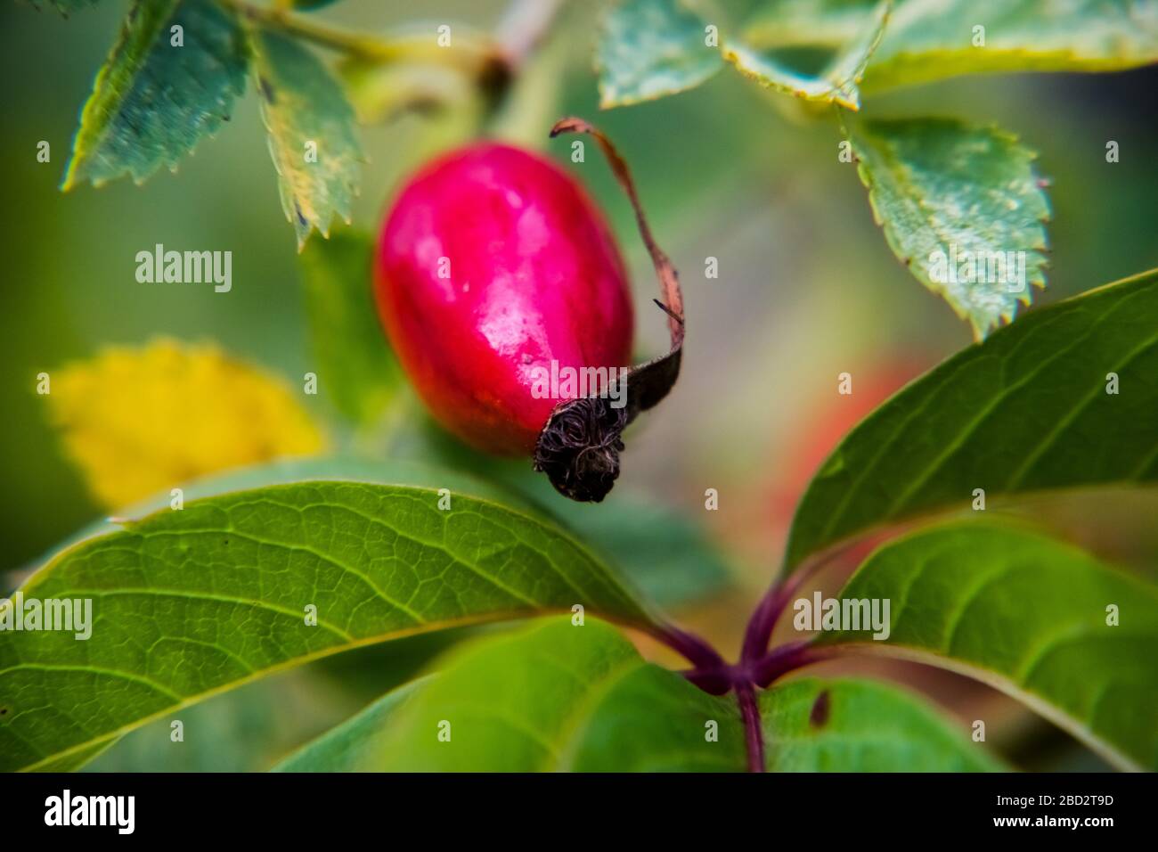 Rose hip tree hi-res stock photography and images - Alamy