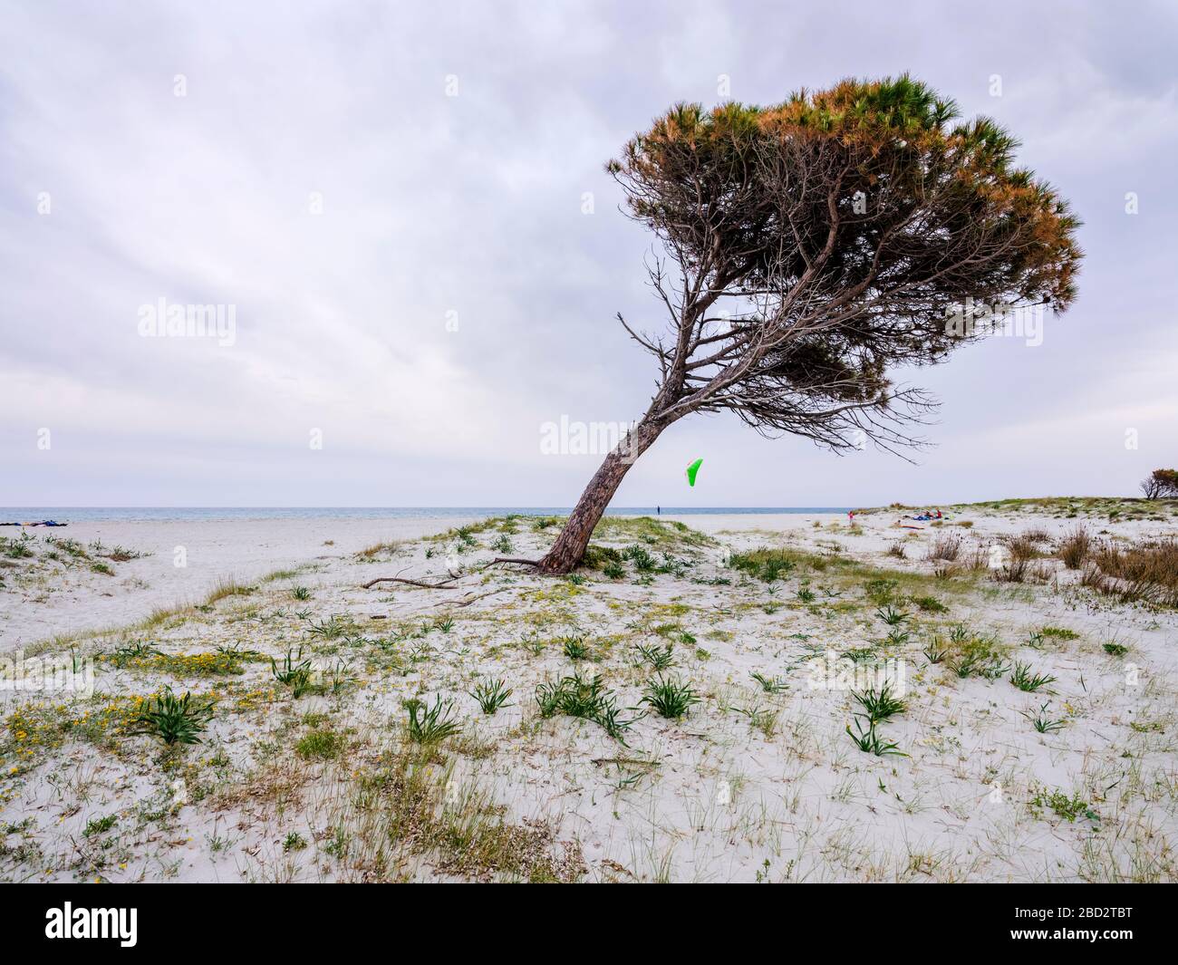 Tree growing inclined on the Granirò Beach, Siniscola, east coast of ...