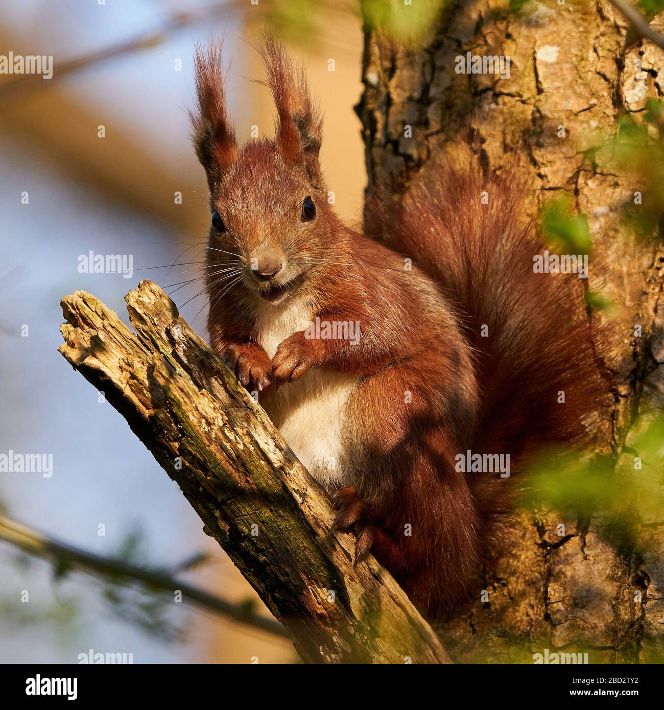 Eurasian red squirrel in its natural habitat in Denmark Stock Photo - Alamy