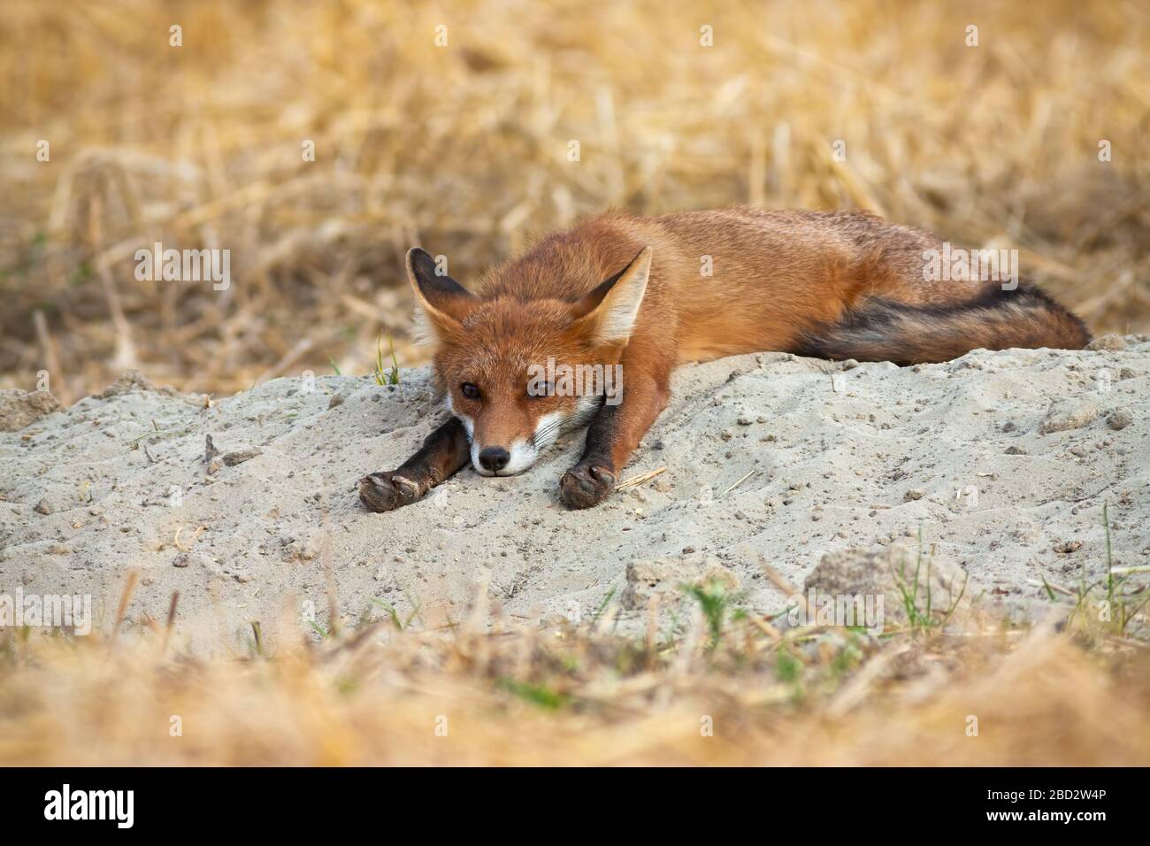 Bored young red fox lying down and stretching legs on agricultural ...