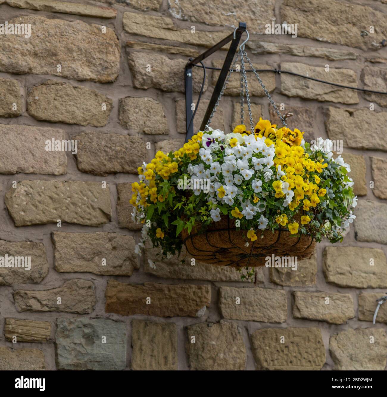 Trailing violas hi-res stock photography and images - Alamy