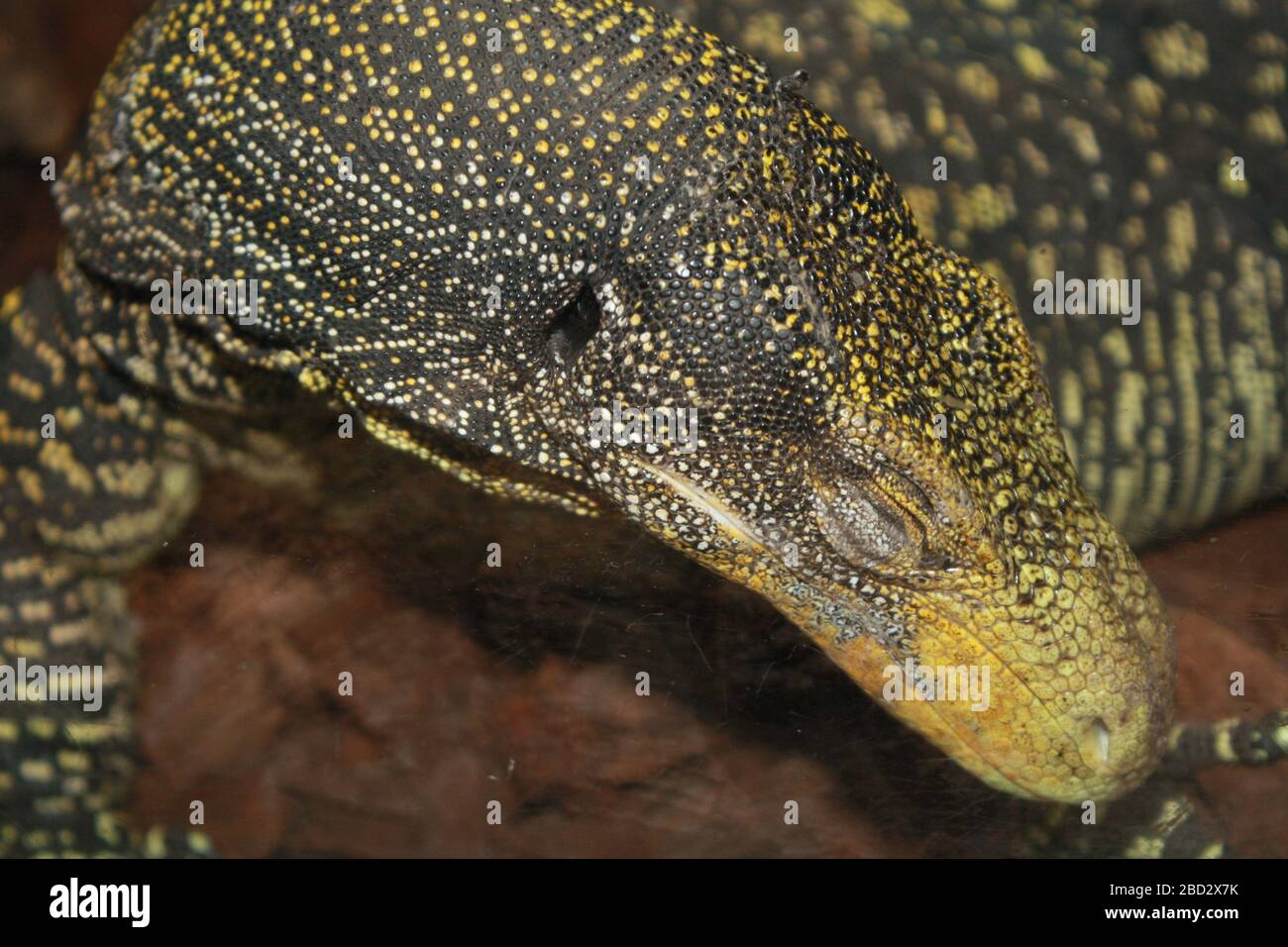 Monitor lizard standing hi-res stock photography and images - Alamy