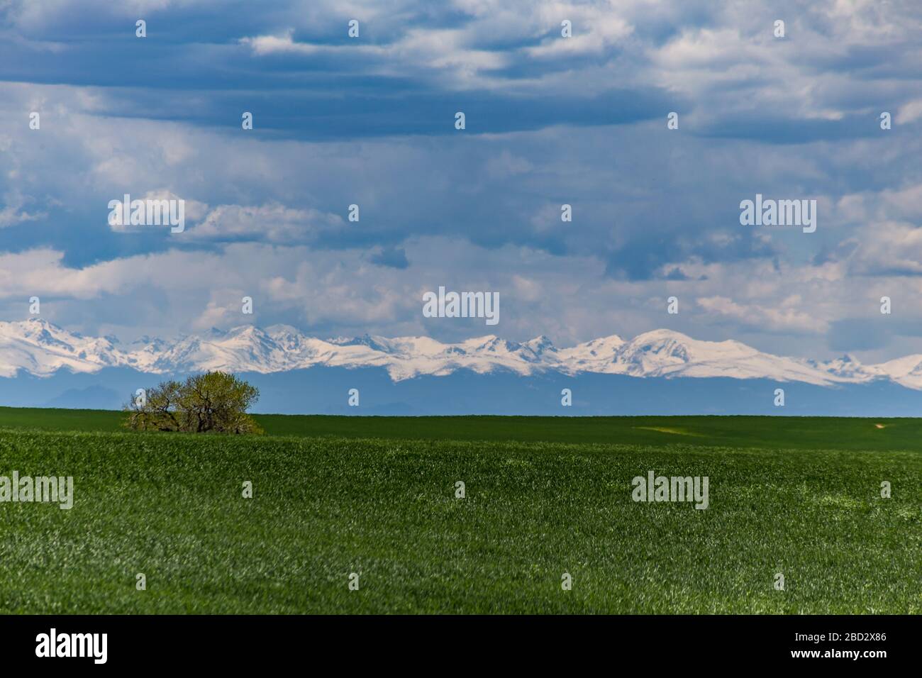 Green prairie with a tree and the snow covered mountains in the ...