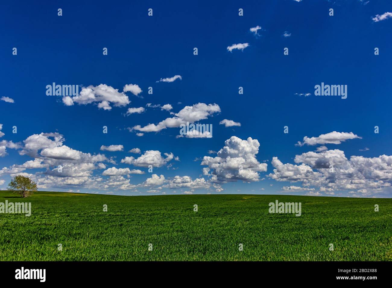 Green prairie with a tree and nice cloudy blue sky Stock Photo - Alamy