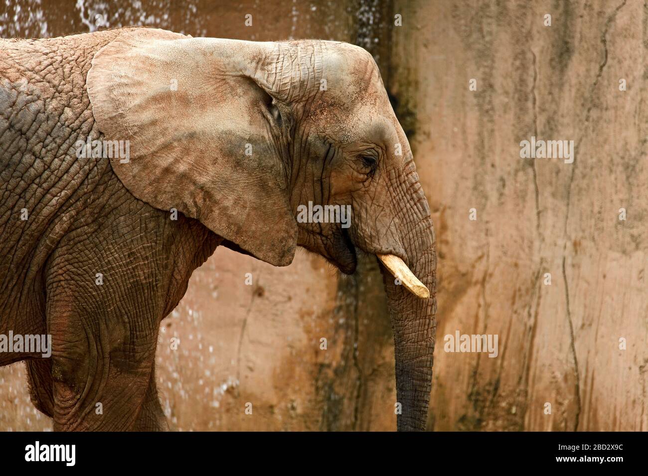 Elephant seen in profile Stock Photo - Alamy
