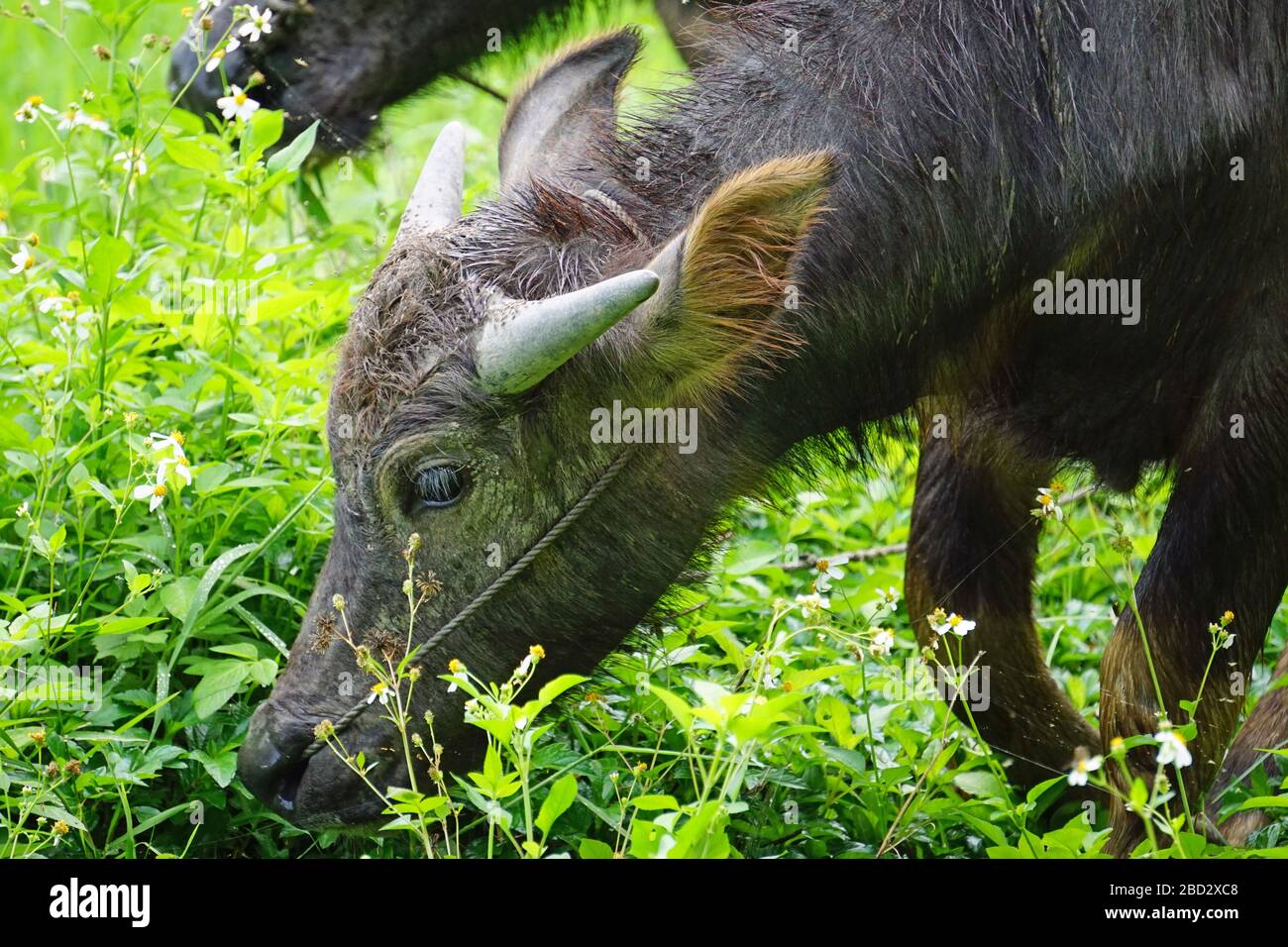 Young water buffalo hi-res stock photography and images - Alamy